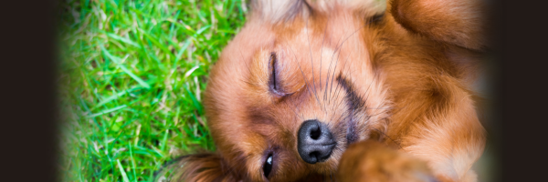 Forever HOMES for PAWS – Finding Forever Homes for Pets